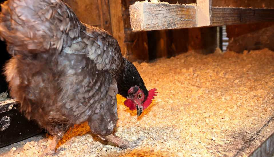 Essential Biosecurity for Backyard Poultry - Dine a Chook USA