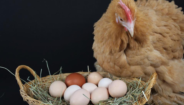 Chicken Nesting Boxes – Everything You Need to Know - Dine-A-Chook USA
