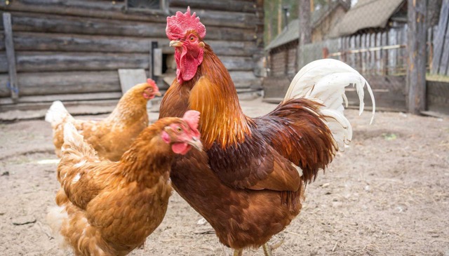 Understanding the Chicken Pecking Order - Dine-A-Chook USA