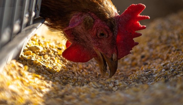 How To: Feed Your Chickens Scratch Grains - Dine-A-Chook USA