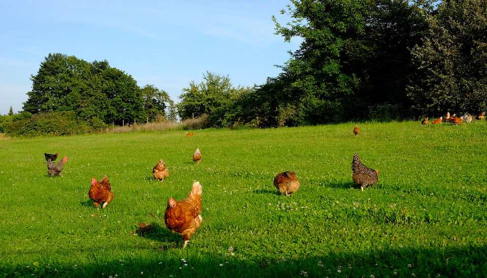 How To: Free-Range Your Flock - Dine-A-Chook USA