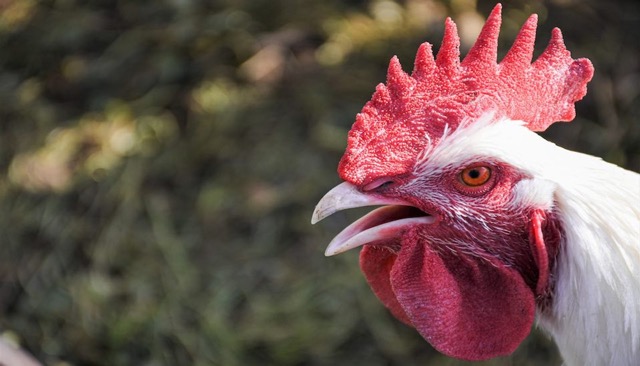 How To: Protect Chickens in a Heat Wave - Dine-A-Chook USA
