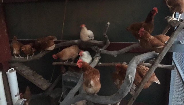 What is the Best Roost for Chickens? - Dine-A-Chook USA