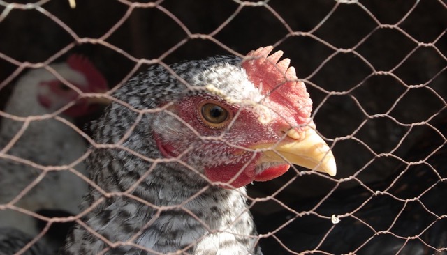 How To: Quarantine New Chickens - Dine-A-Chook USA