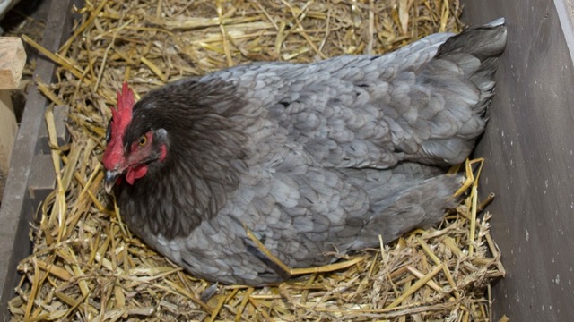 Broody Hens and What To Do With Them - Dine-A-Chook USA