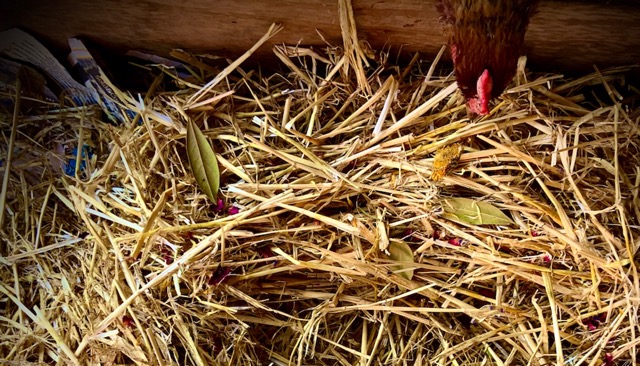 Why Chicken Nesting Herbs are Backed by Science - Dine-A-Chook USA