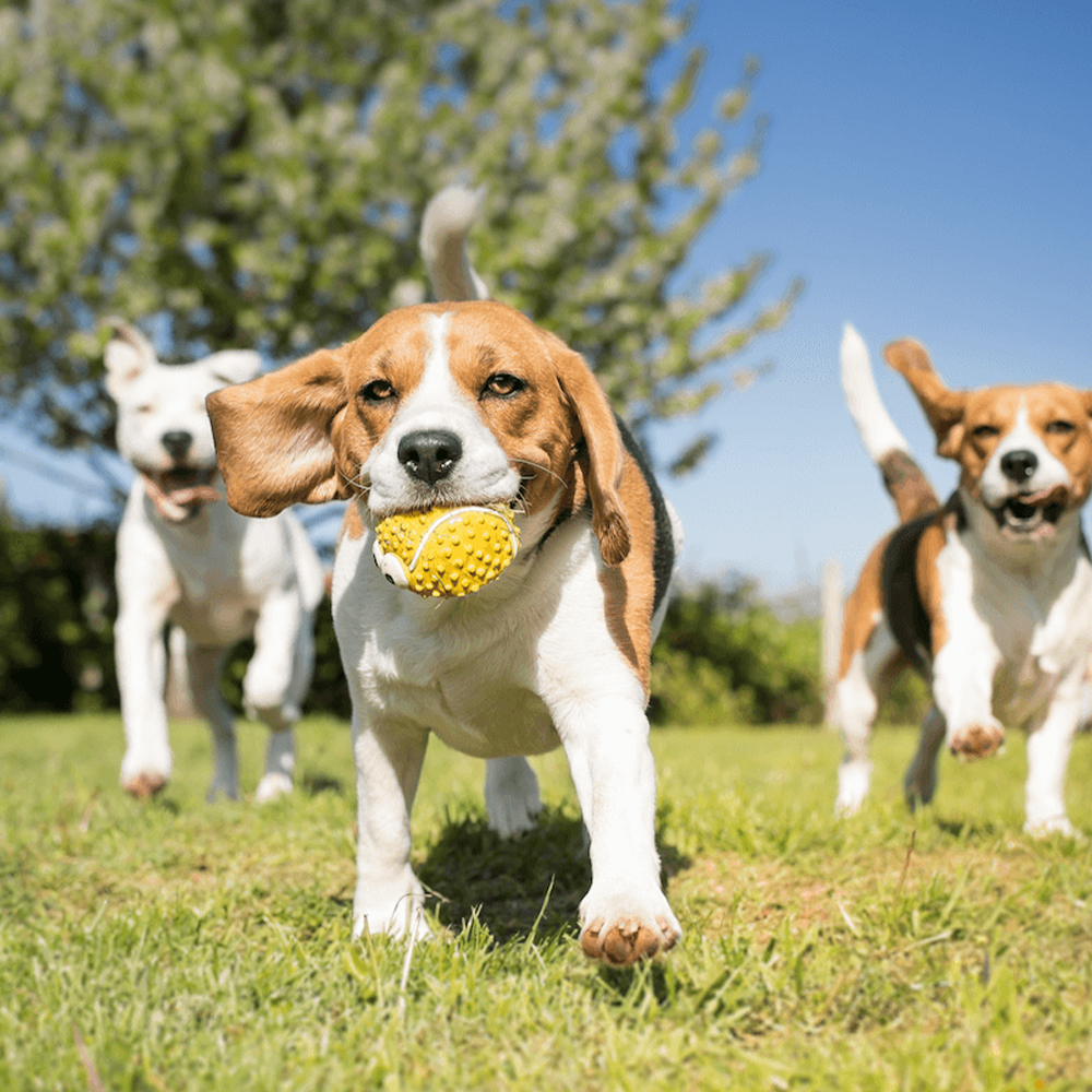 Do Dog Stations Really Help Compliance? - Dog Waste Depot