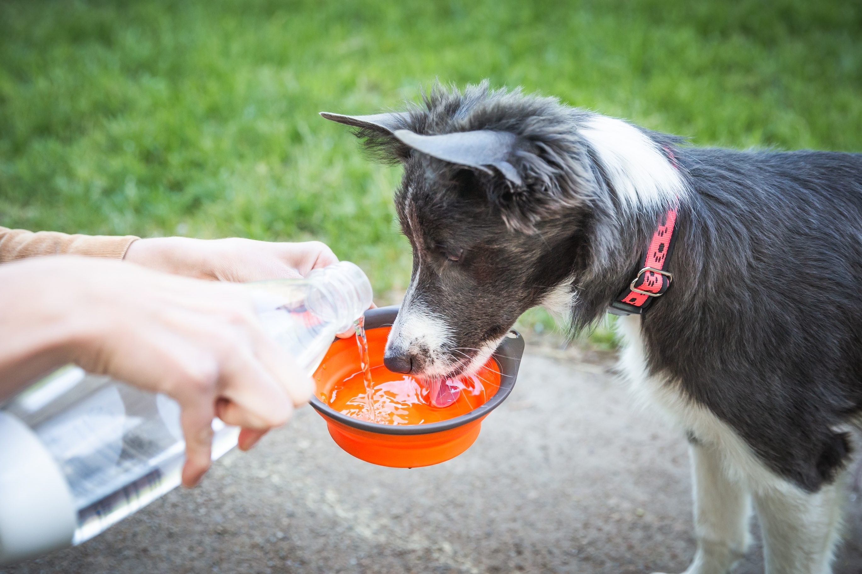 Quenching Their Thirst: National Pet Hydration Awareness Month - Dog ...
