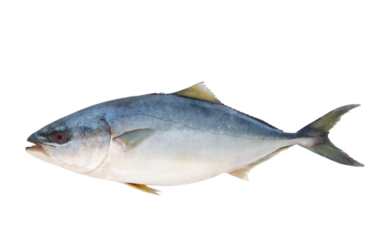 Yellowtail - Whole - Chef's Choice Specialty Foods