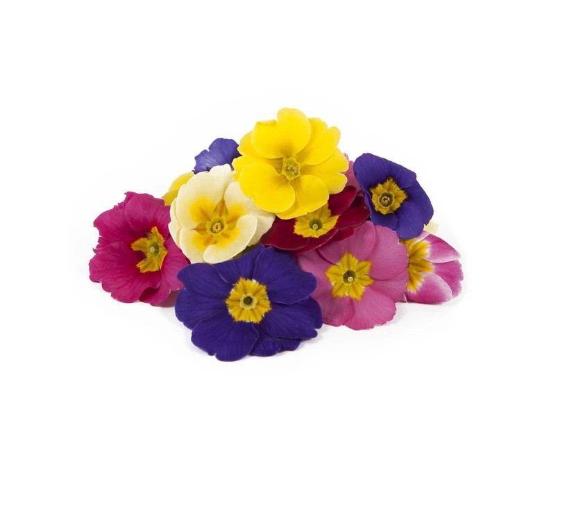 Primrose| Edible Flowers