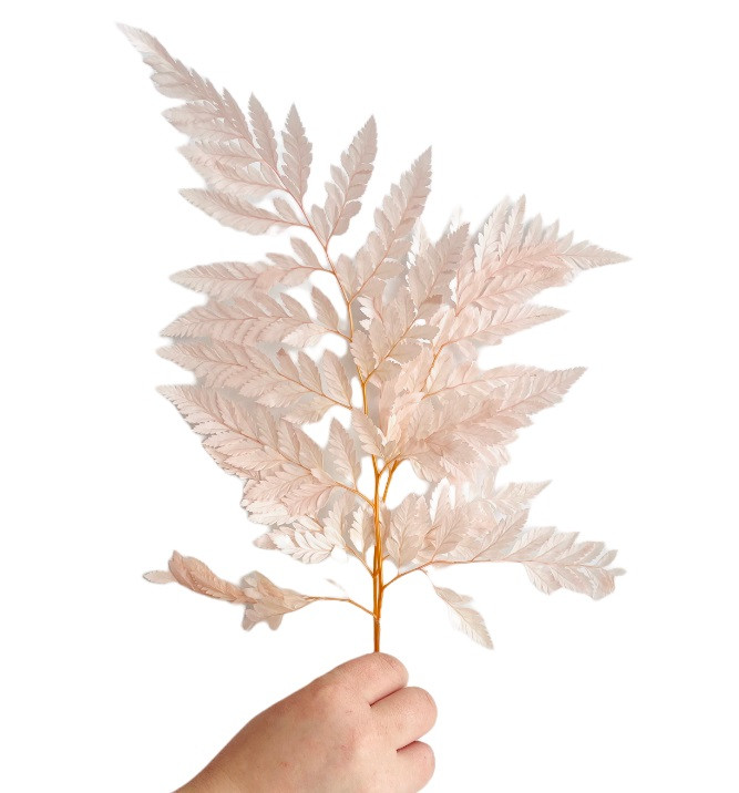 Dried/Preserved Flowers | Alpine Fern