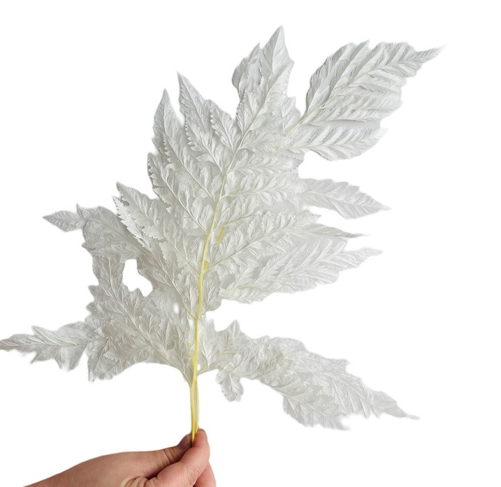 Dried/Preserved Flowers | Alpine Fern