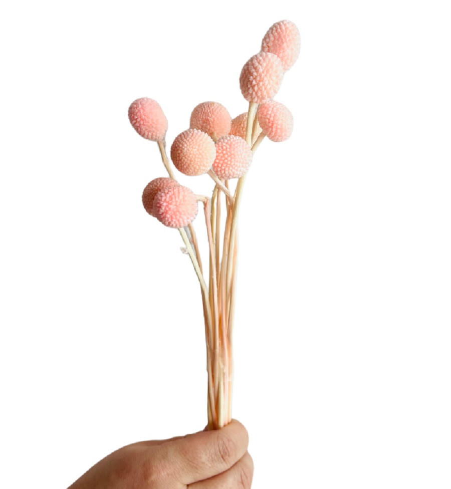 Dried/Preserved Flowers Billy Buttons/Craspedia - Baby Pink