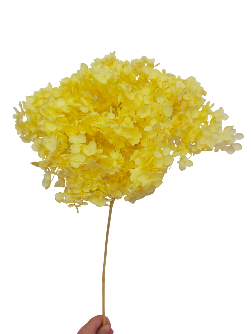 Dried/Preserved Flowers Hydrangea - Yellow