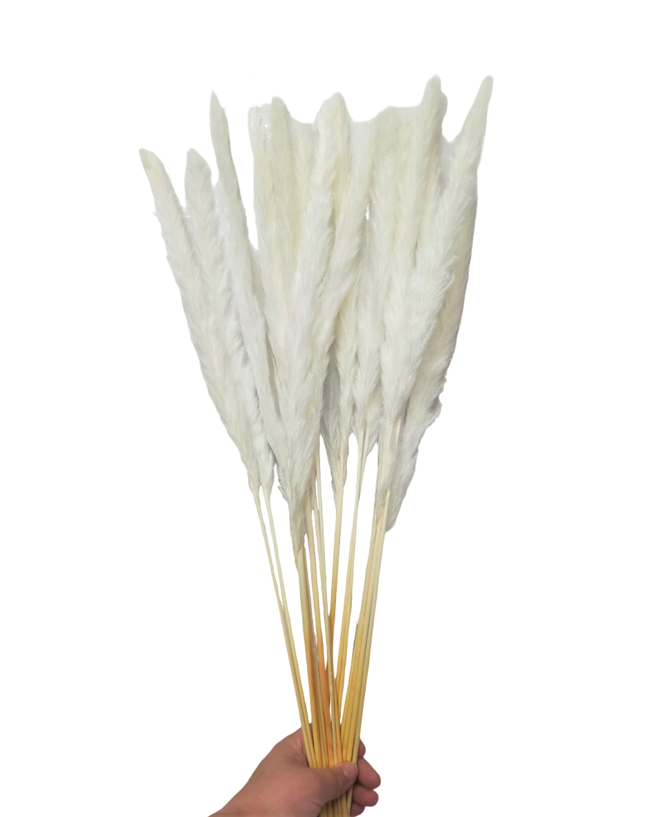 Dried/Preserved Flowers Small Pampas Grass - White