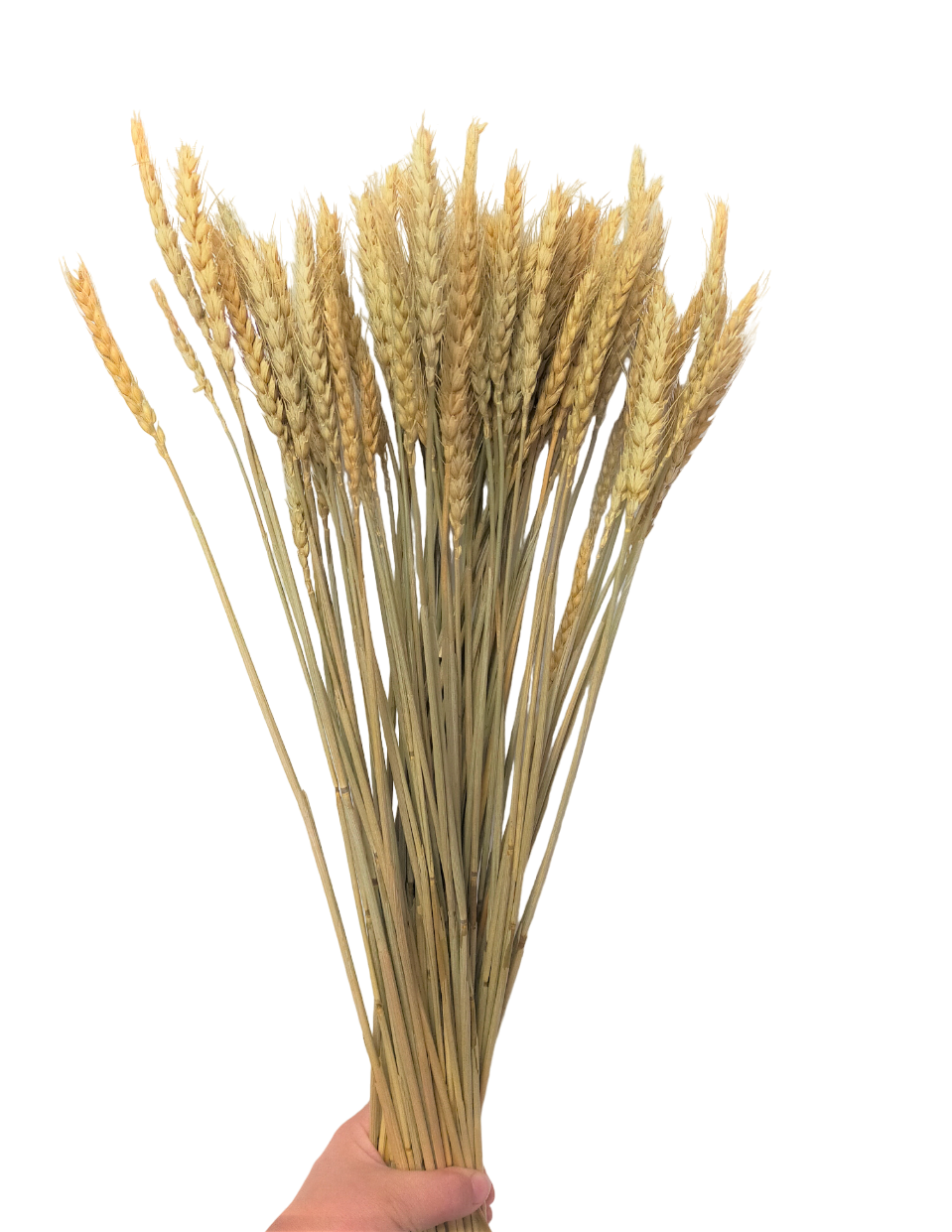 Dried/Preserved Flowers Wheat Bunch - Natural