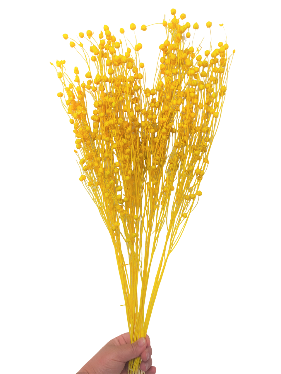 Dried/Preserved Flowers Linseed Flower - Yellow (Available In Store Only)