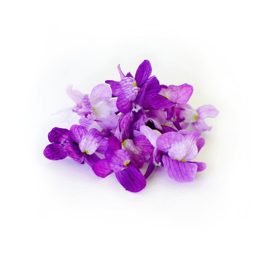Linaria Purple| Edible Flowers|