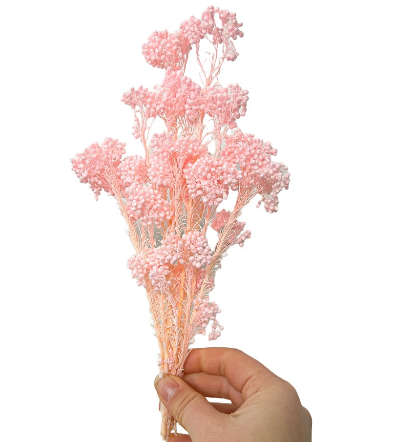 Preserved Flowers | Rice Flower