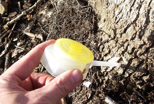 Use Mauget Inject-A-Min Iron Zinc For Chlorotic Problem in Trees ...