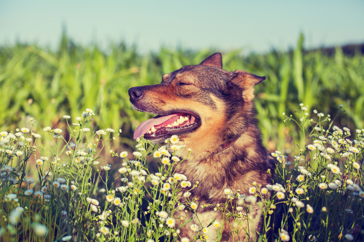 When Your Pet is Gone - Centering Grief Resources