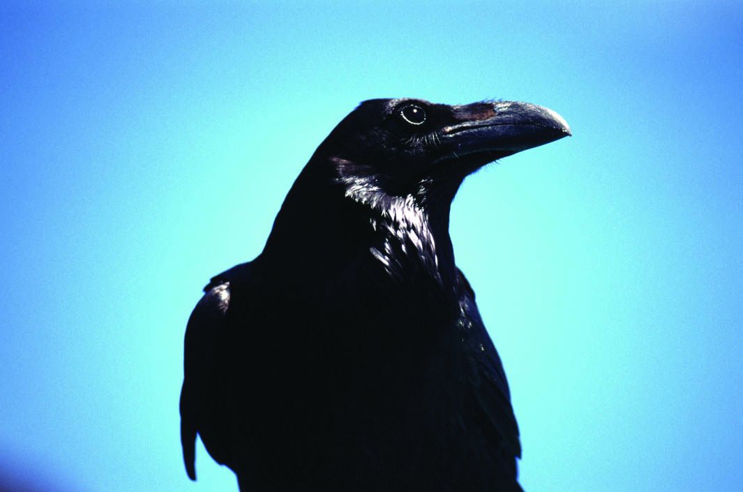 Raven - Centering Grief Resources
