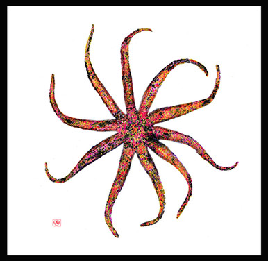 SW9i Starfish - Coastal Prezence