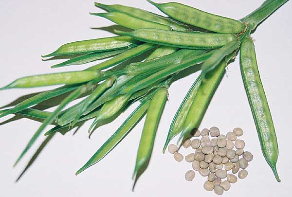 Beans Behind the Scenes - When Small Farms Meet Big Oil - Petroleum ...