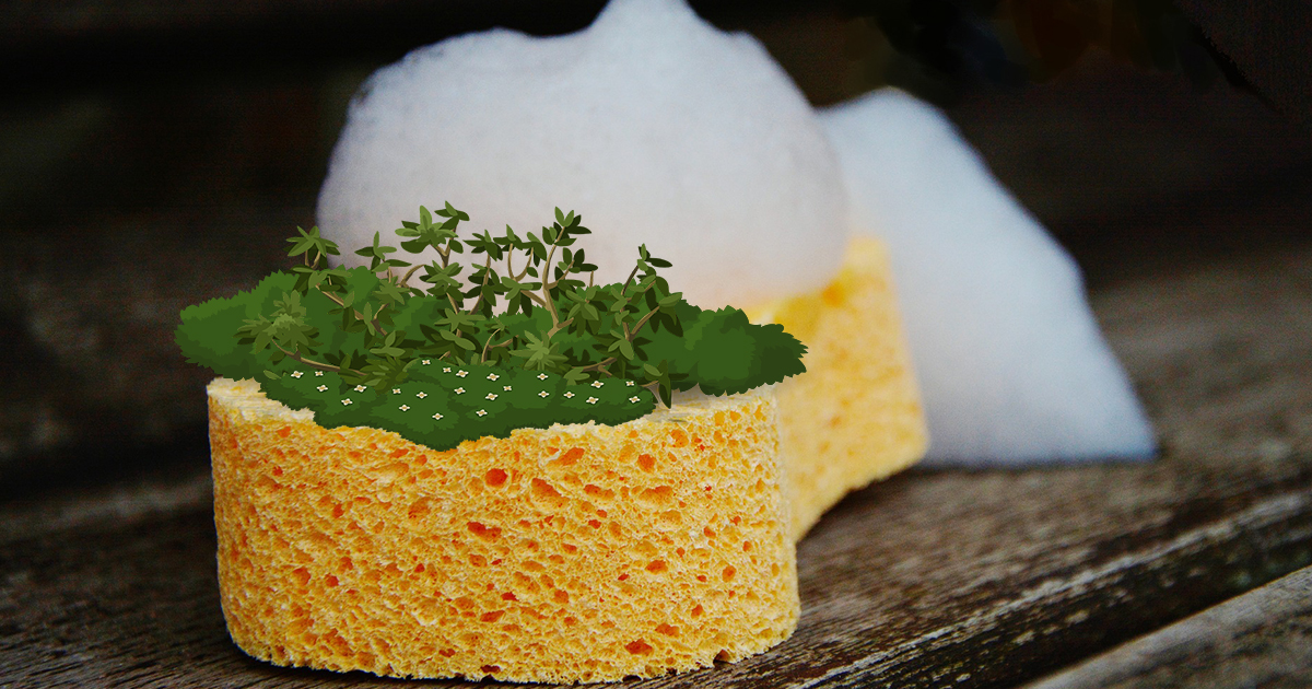 What Exactly Are Sponge Parks? - Petroleum Service Company