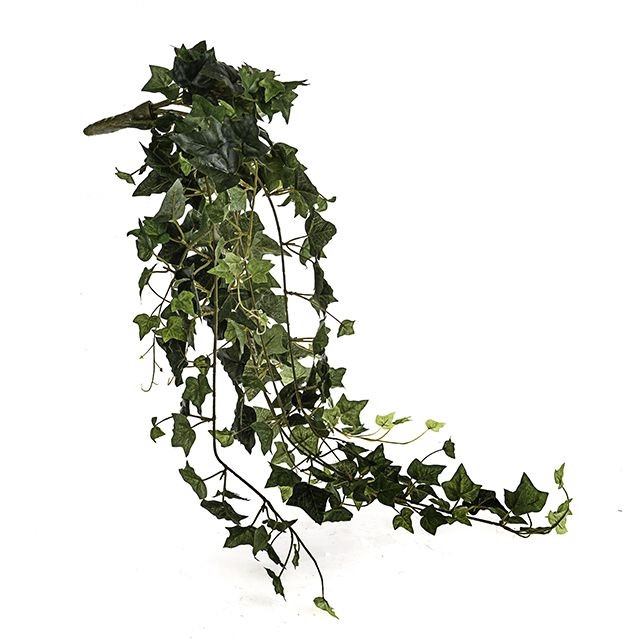 Mini English Ivy Hanging Bush 241 Leaves - Country Baskets