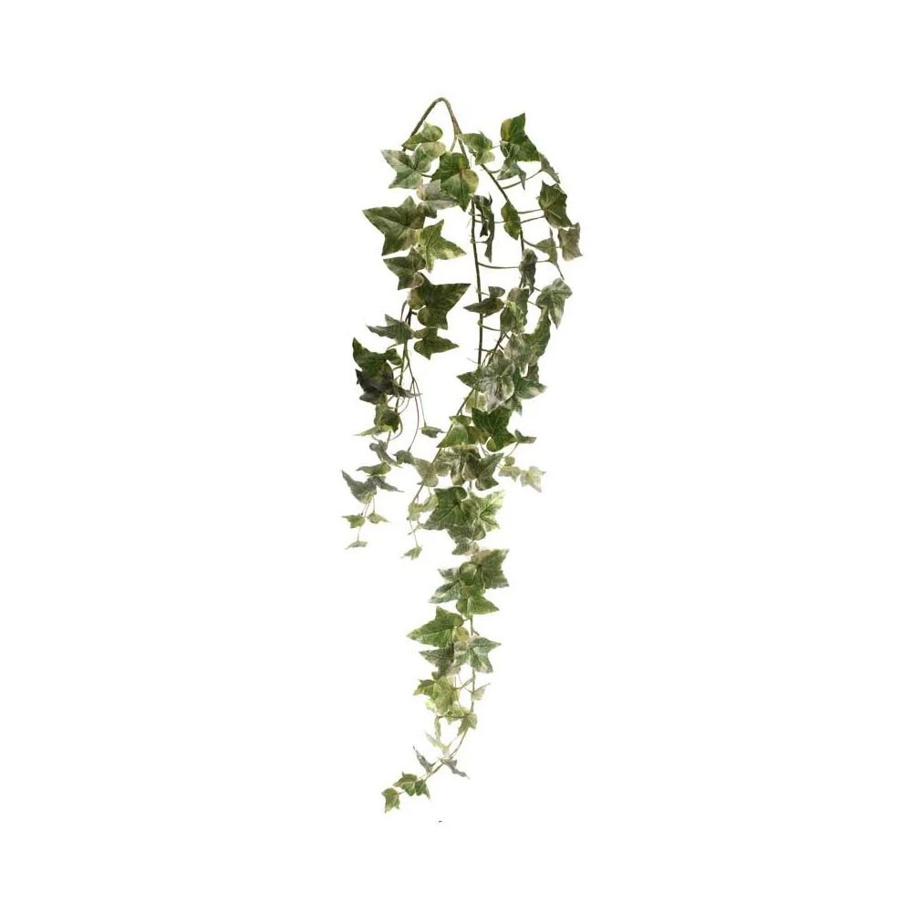 Ivy Vine 890+ Poison Ivy Vine Stock Photos, Pictures & Royalty Free