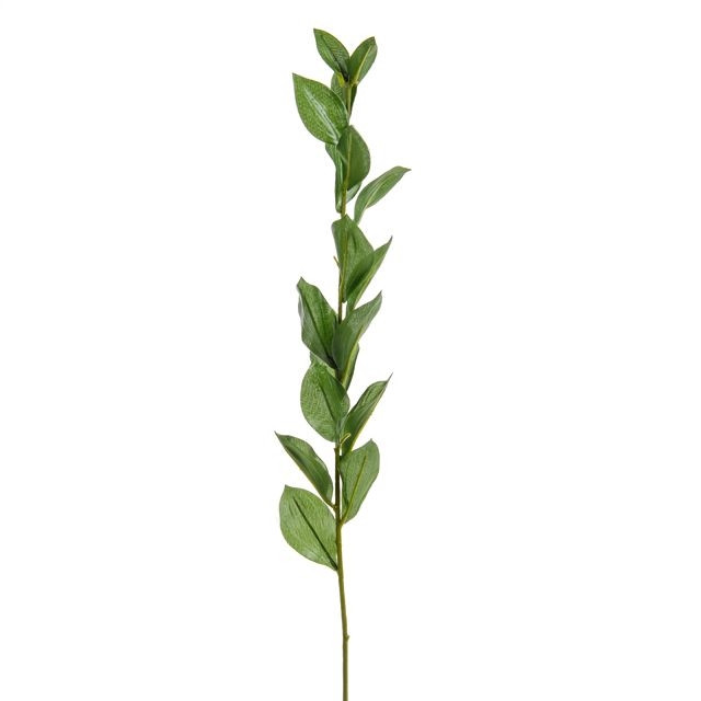 Artificial Ruscus Stem 85cm | Stems And Sprays | Country Baskets