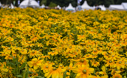 Muir Simpson NSDF - While At Tatton - Country Baskets