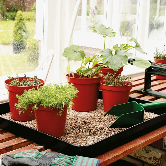 Growing Kits - Tips and Tricks - Country Baskets