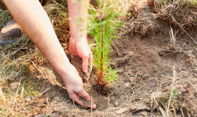 Planting Pine Trees - Woodland Mills