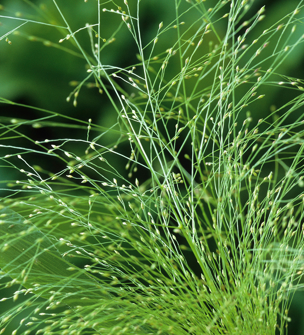 Buy Panicum 'Sparkling Fountain' | Sarah Raven