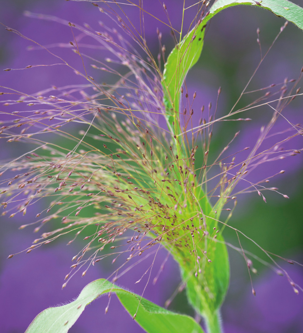Buy Panicum 'Sparkling Fountain' | Sarah Raven