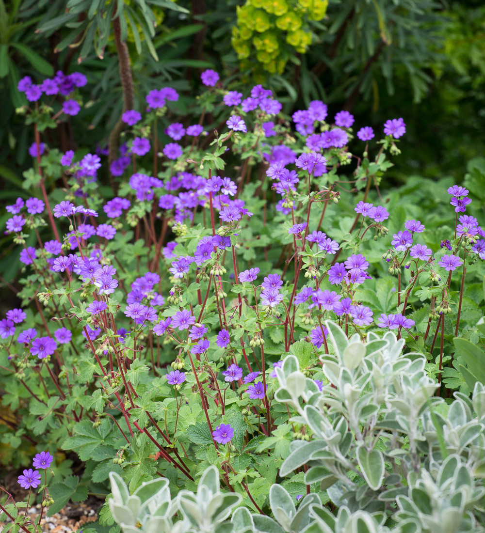 Geranium pyrenaicum 'Bill Wallis' | Sarah Raven