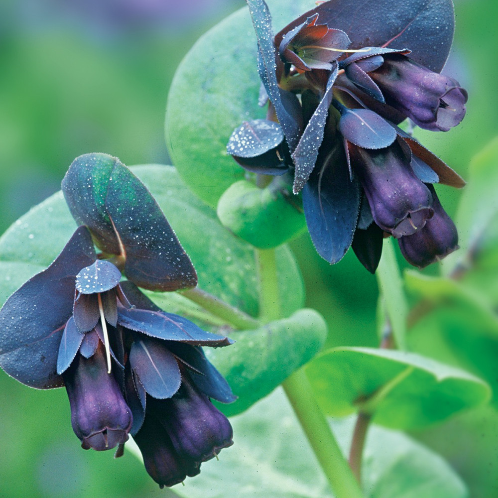 Buy Cerinthe Major 'Purpurascens' | Honeywort | Sarah Raven