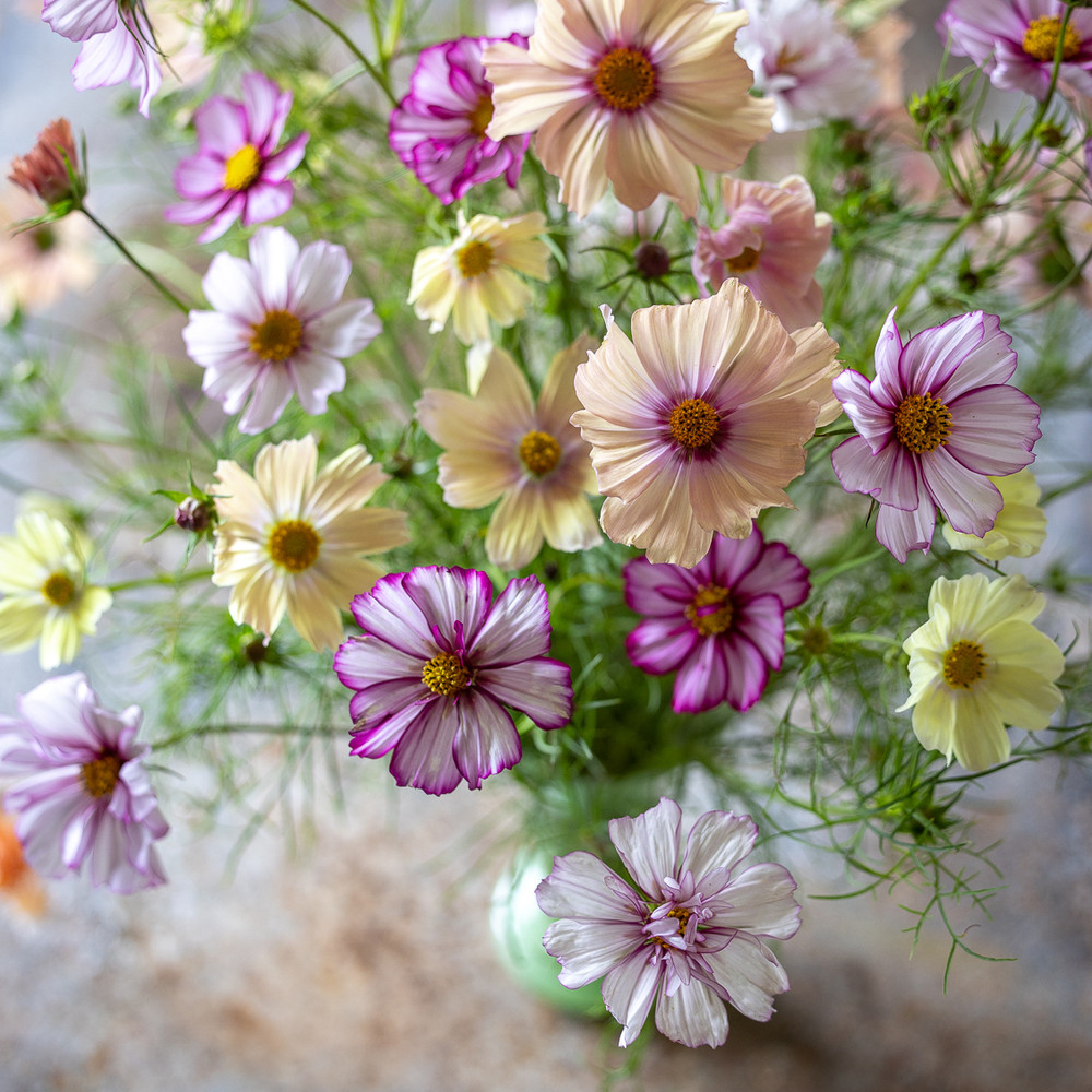 Pastel Cosmos Collection | Cosmos Seed Mix | Sarah Raven