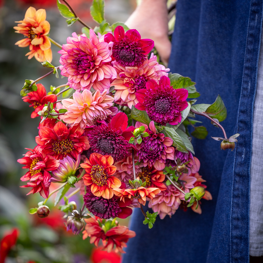 The Raven Dahlia Collection | Dahlia Tubers | Sarah Raven