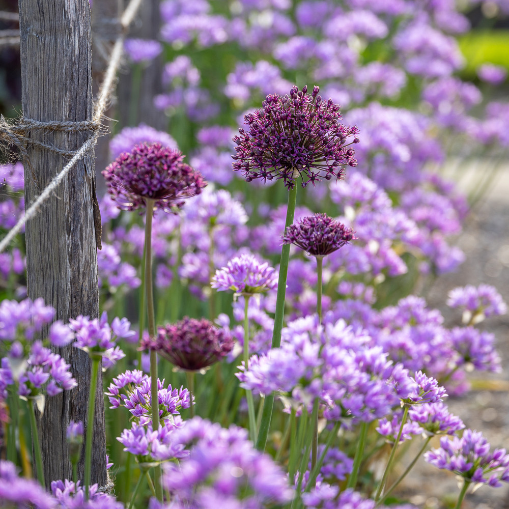 Buy Border Edge Allium Collection | Alliums for Borders | Sarah Raven