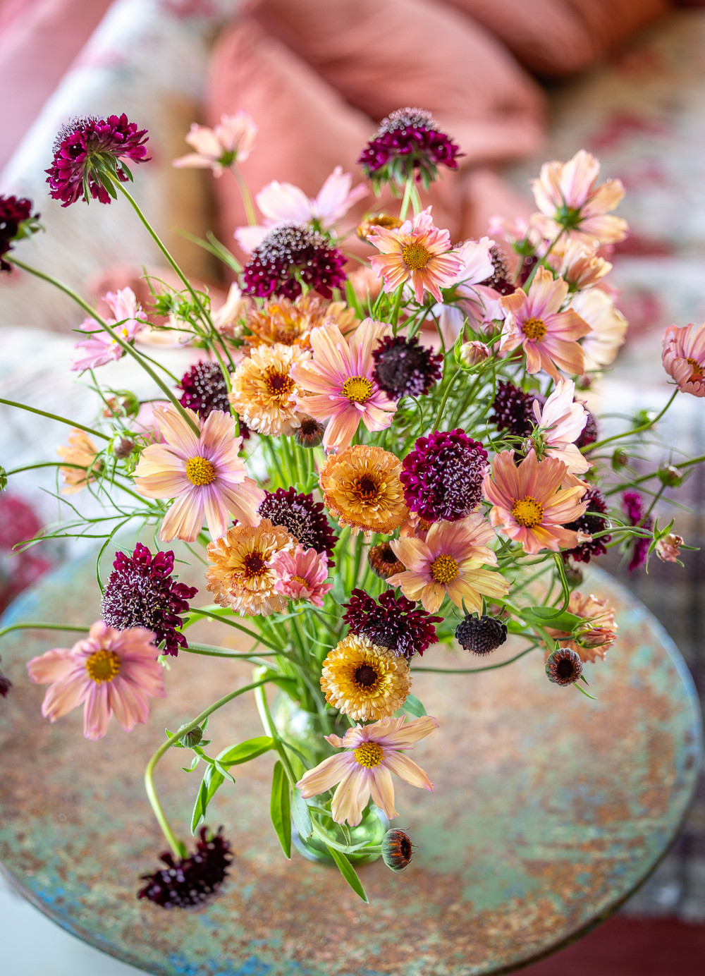 Buy Harvest Bunch Collection | Cosmos, Calendula & Scabious | Sarah Raven