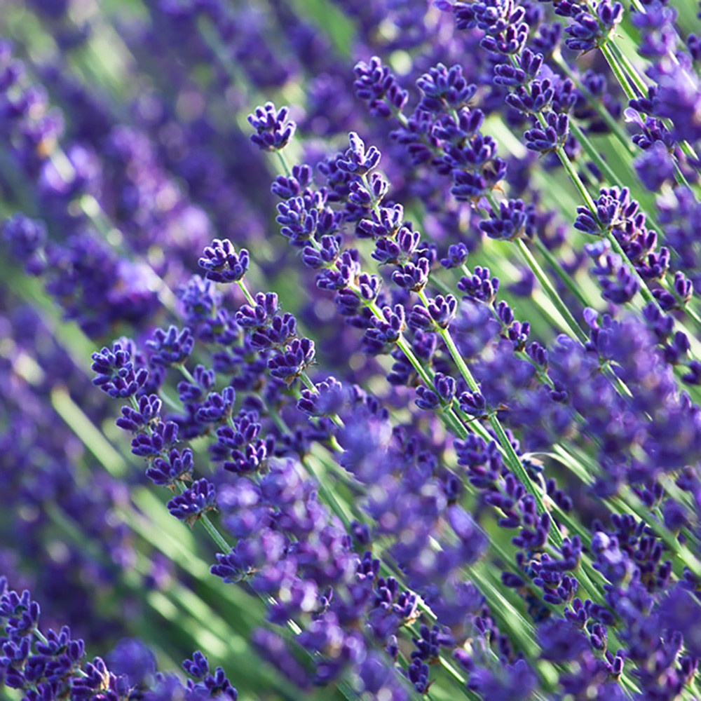 Lavender 'Munstead' | Sarah Raven