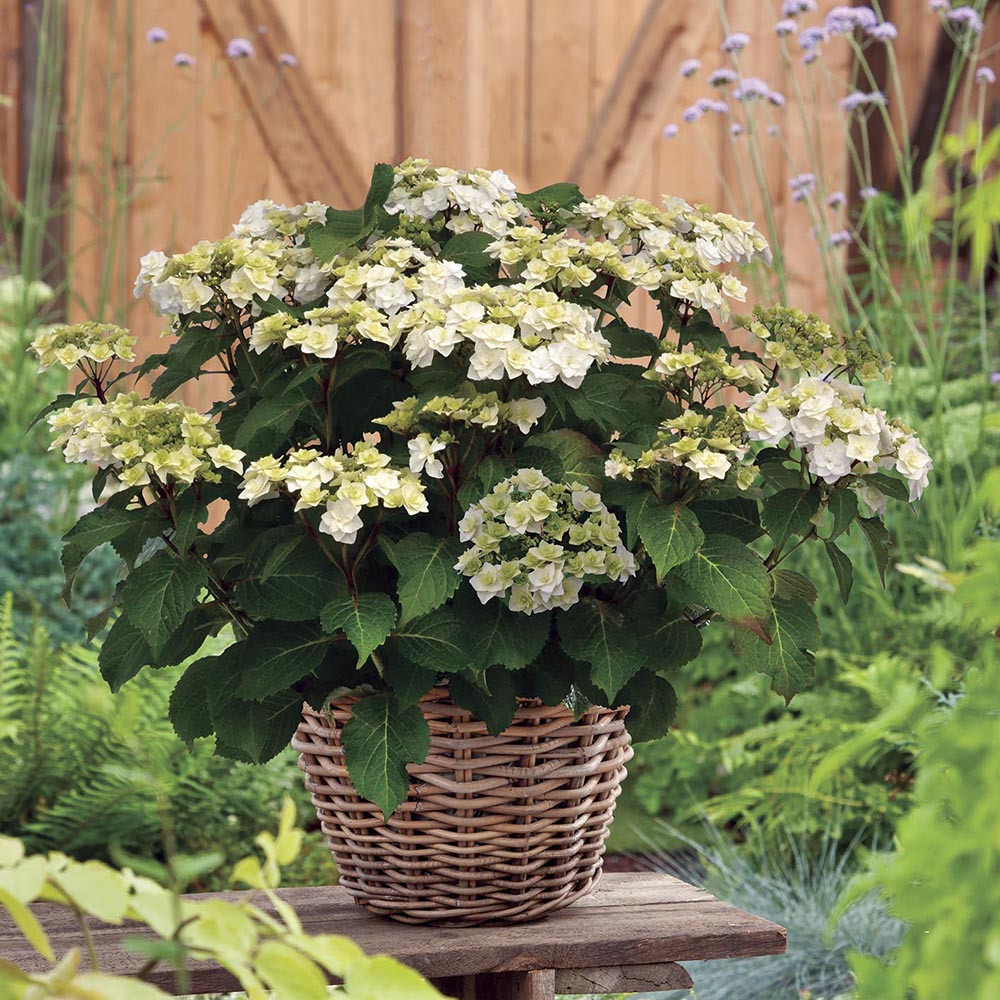 Buy Hydrangea macrophylla 'Wedding Gown' | Lacecap Hydrangea | Sarah Raven