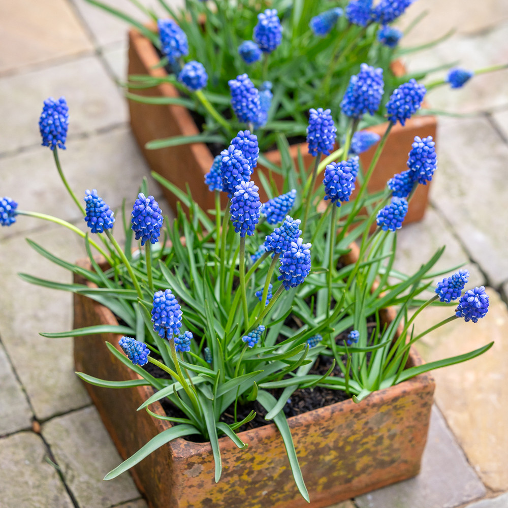 Muscari 'Blue Magic | Muscari | Sarah Raven