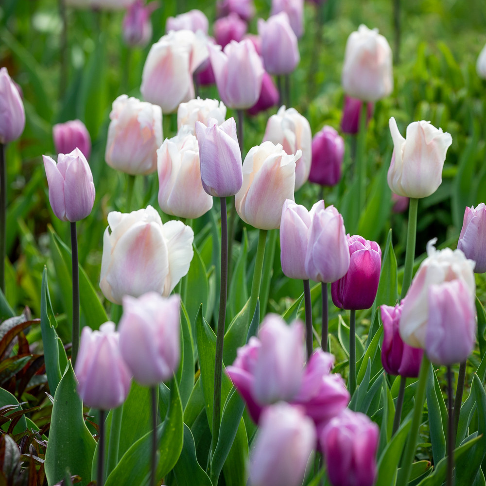 Soft Tulip Colour Splash | Tulip | Sarah Raven