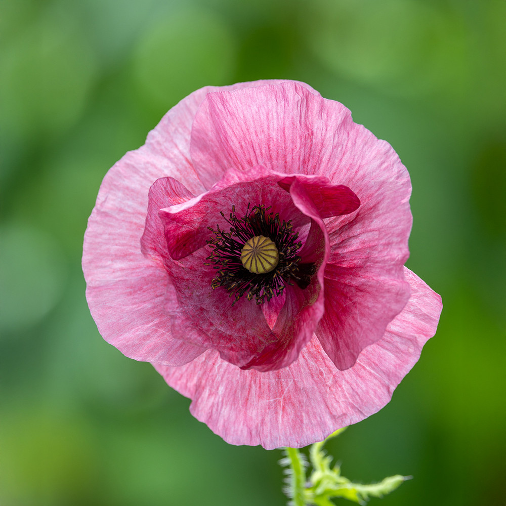 Papaver rhoeas 'Pandora' | Com Poppy | Sarah Raven