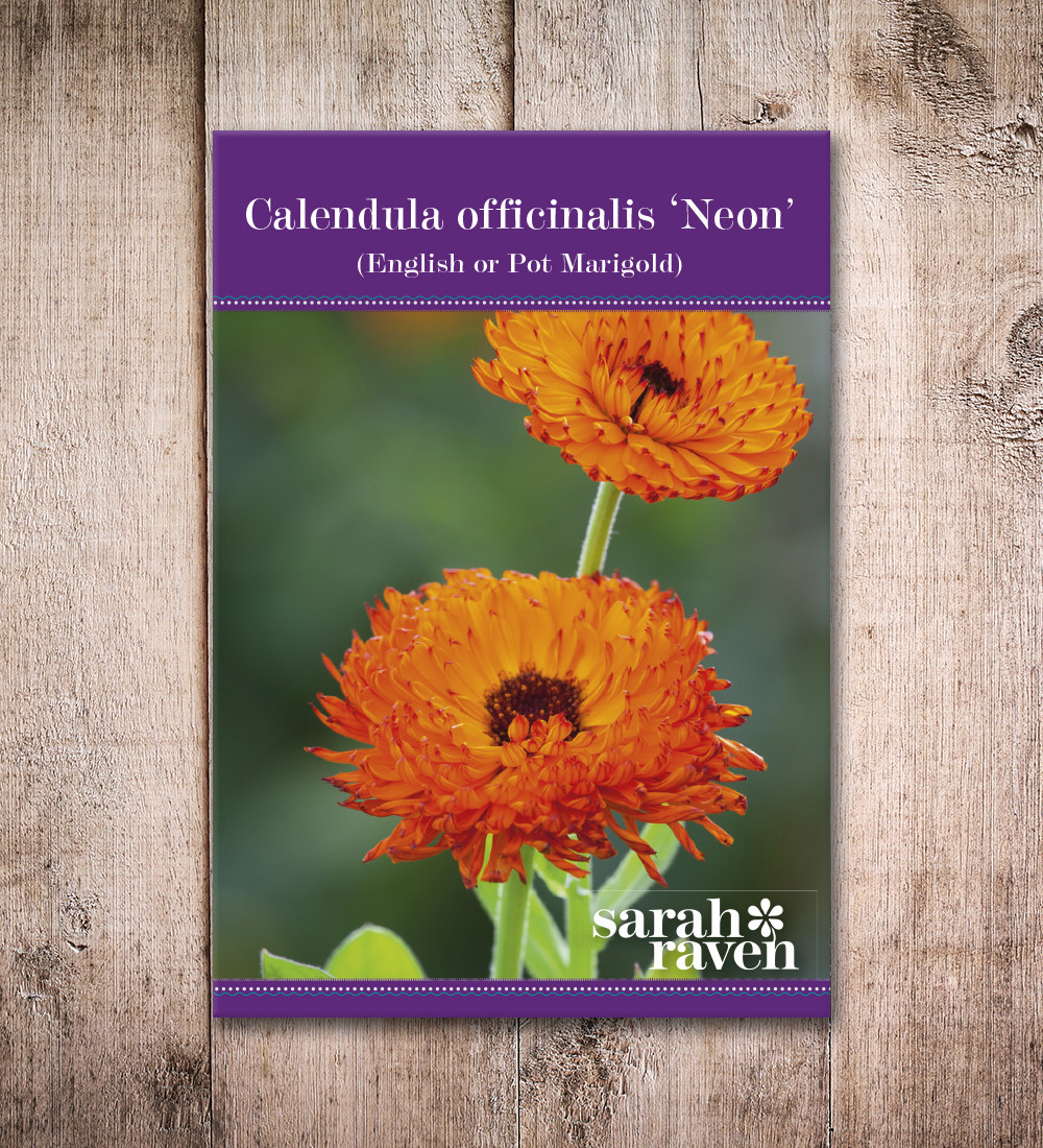 Buy Calendula officinalis 'Neon' | Sarah Raven