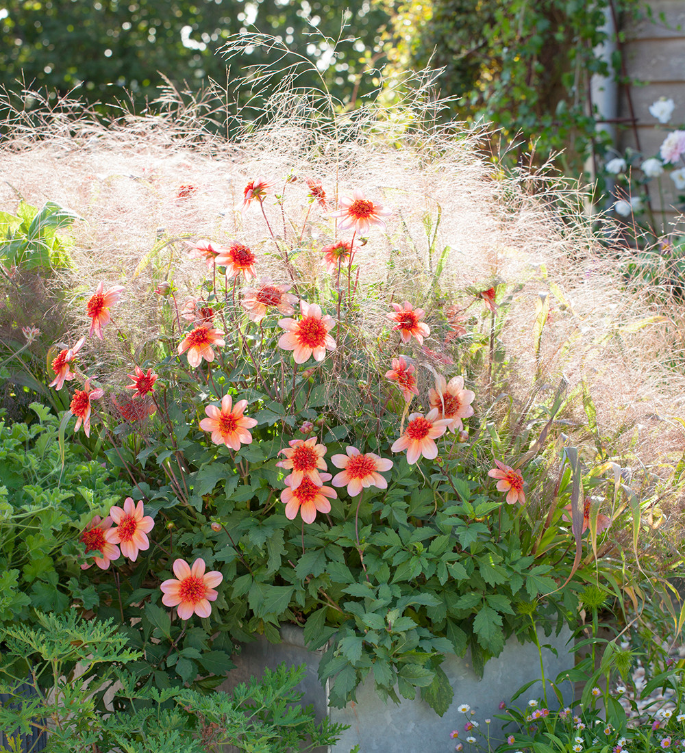 Buy Panicum 'Sparkling Fountain' | Sarah Raven